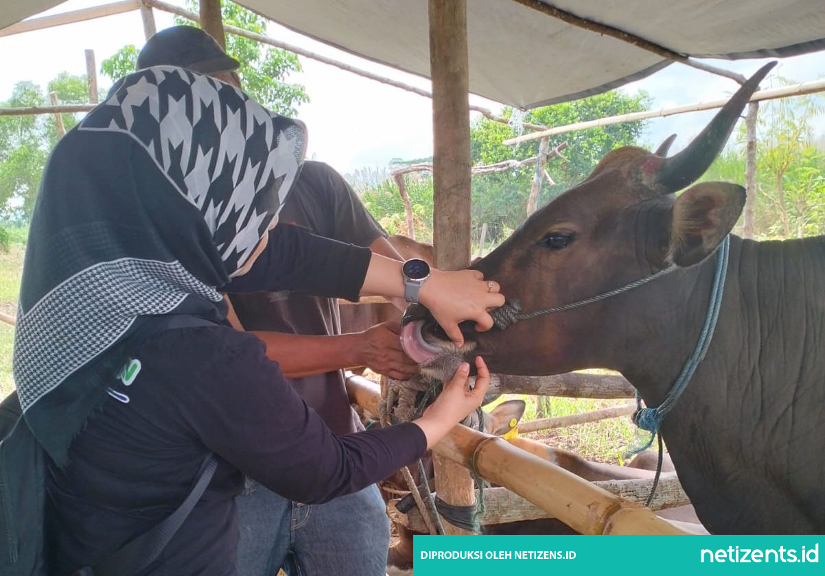 Antisipasi Penyakit, DTPHP Kutim Intensifkan Pemeriksaan Sapi Kurban - Netizens.id